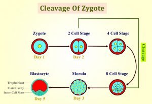 What Is A Zygote? How Is It Different From An Embryo? » ScienceABC