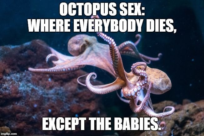 Octopus Intelligence: How Smart Is An Octopus?