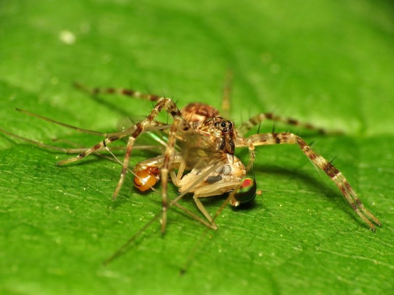 Spider Diet: What Do Spiders Eat?
