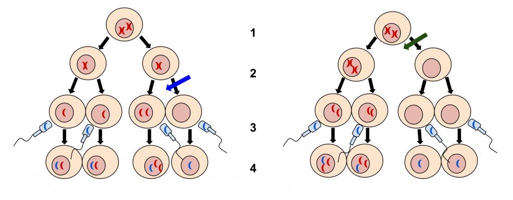 Aneuploidy Vs Polyploidy: What Is Aneuploidy? How Is It Different From ...