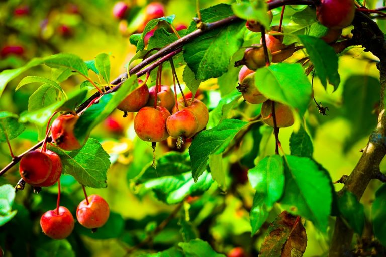 Frugivore: Definition, Examples, And Importance In Ecosystem