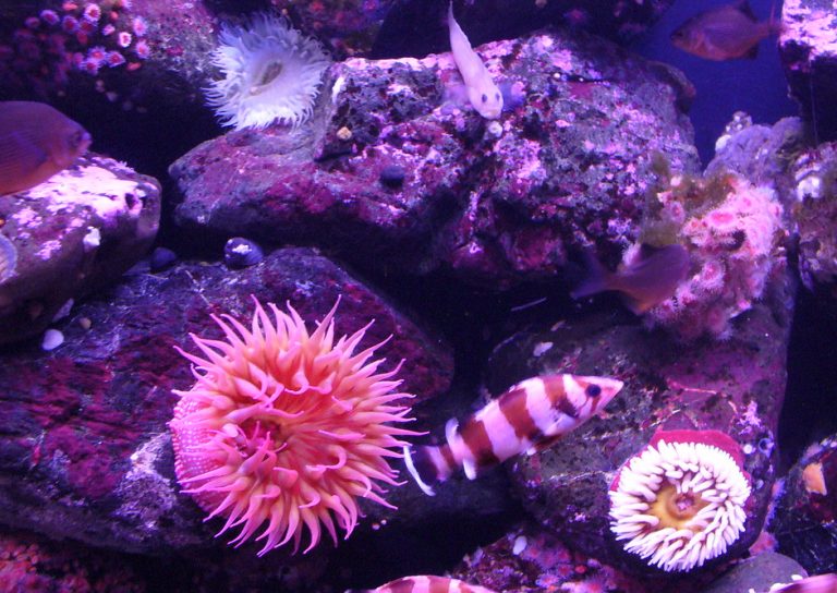 Benthic Zone: Definition, Characteristics And Living Habitat