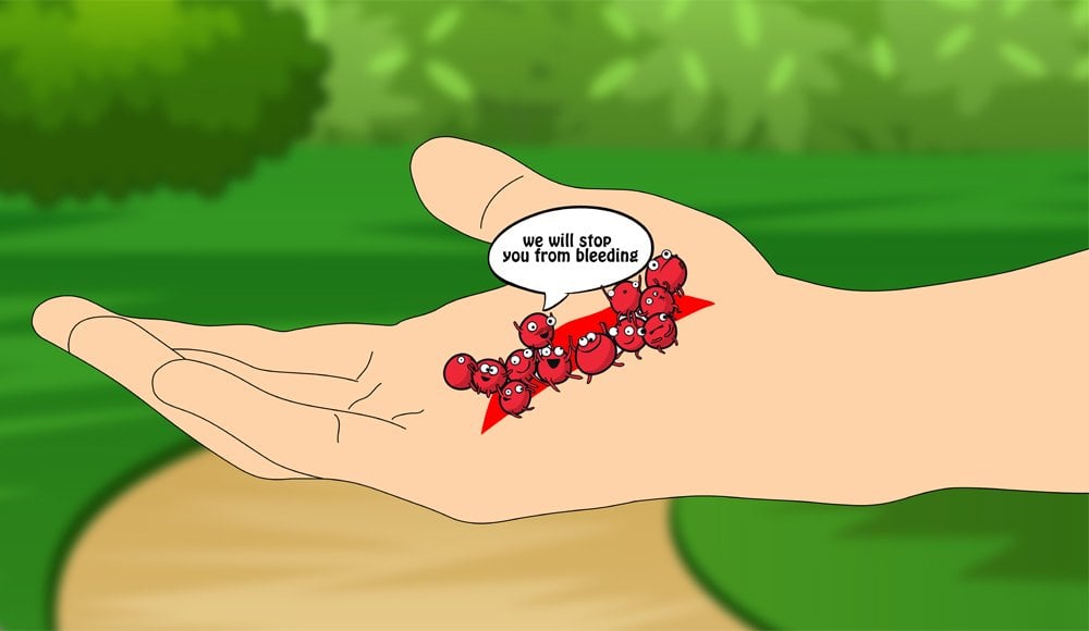 What Is Blood And Its Components?