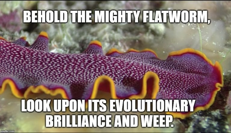 Cephalization: Definition, Examples And Significance