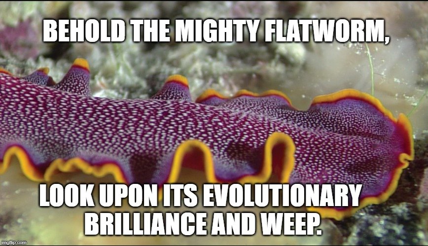 Cephalization: Definition, Examples And Significance