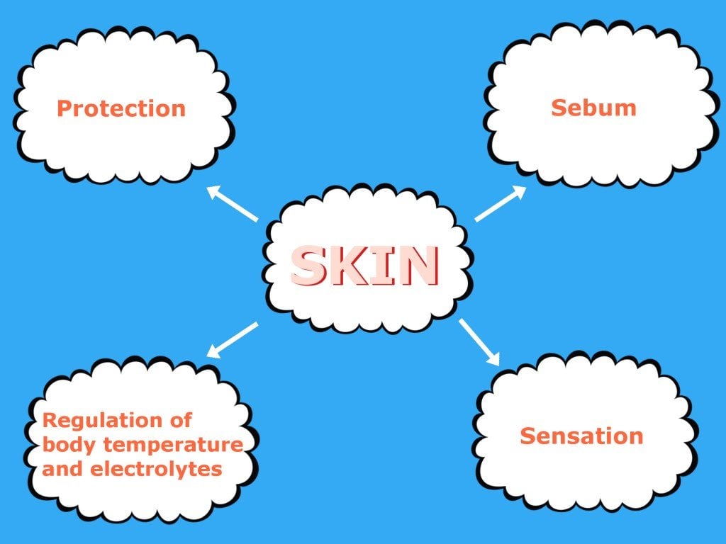 Human Skin Function: What Does Human Skin Exactly Do?