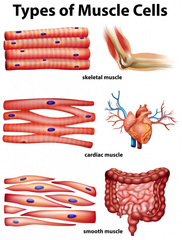 Human Body Muscles: Functions, Classification And Significance