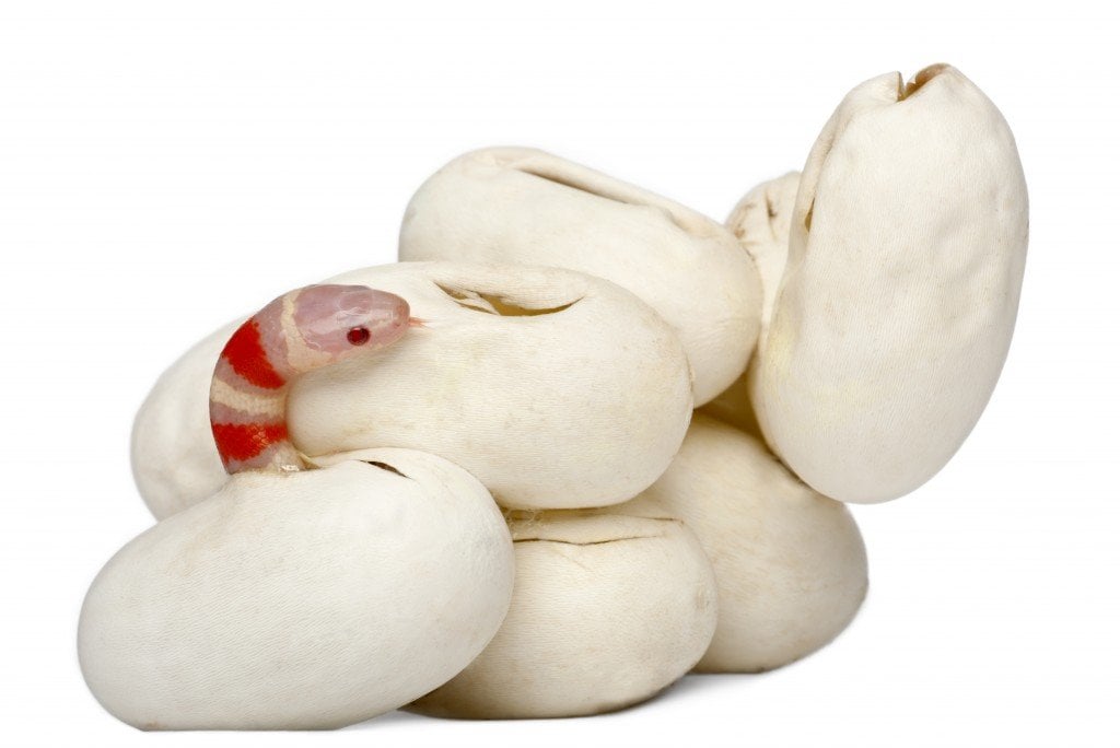 Milk Snake: Diet, Habitat, Behavior, Lifespan And Other Facts