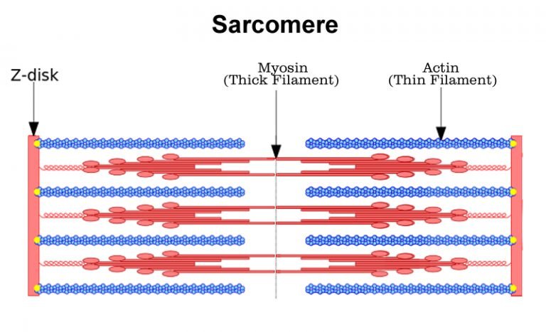 Human Body Muscles: Functions, Classification And Significance