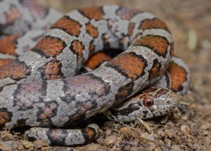 Milk Snake: Diet, Habitat, Behavior, Lifespan And Other Facts