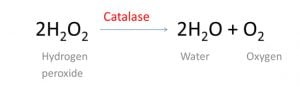 Why Does Hydrogen Peroxide Bubble When It Is Poured On A Skin Cut?
