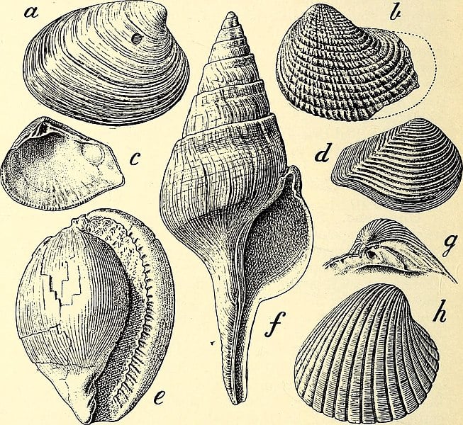 How Was The First Life On Earth Like?