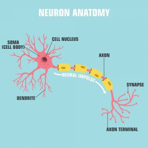 How Do Neurons Generate Electricity Inside Our Brain?