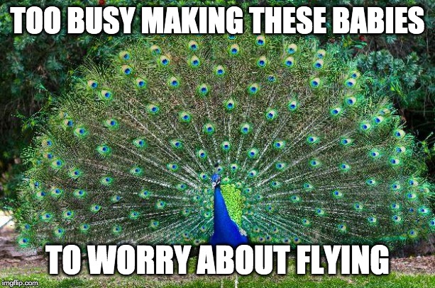 Peacock Flying: Can Peacocks Fly?