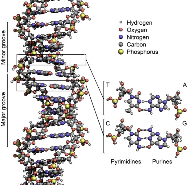 DNA Timeline: Who Discovered DNA?