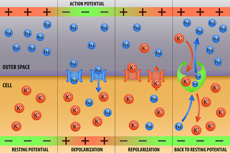 How Do Neurons Generate Electricity Inside Our Brain?