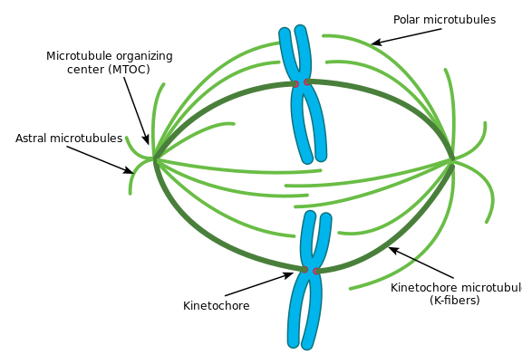 Centrioles: Definition, Location, Role, And Function