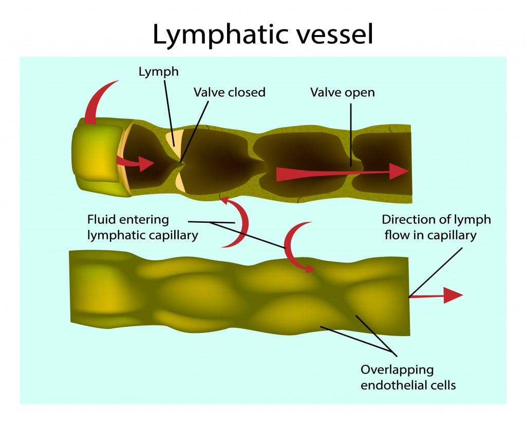 Lymphatic System: Definition, Function, Diagram & Simple Explanation