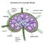 Lymphatic System: Definition, Function, Diagram & Simple Explanation