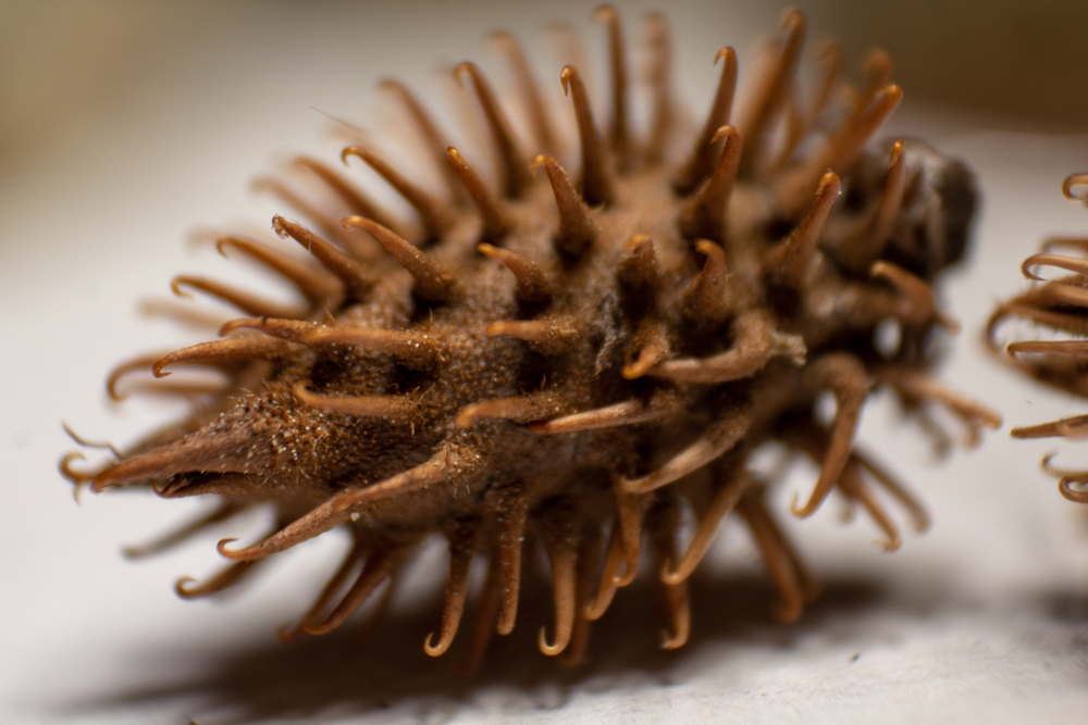 Biomimetics: What Is Biomimicry? What Are Its Different Types?