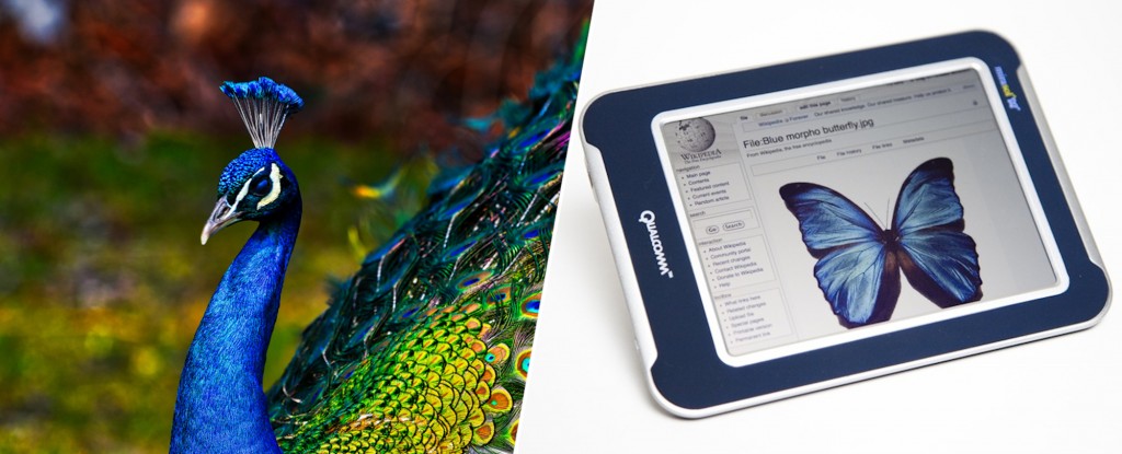 Biomimetics: What Is Biomimicry? What Are Its Different Types?