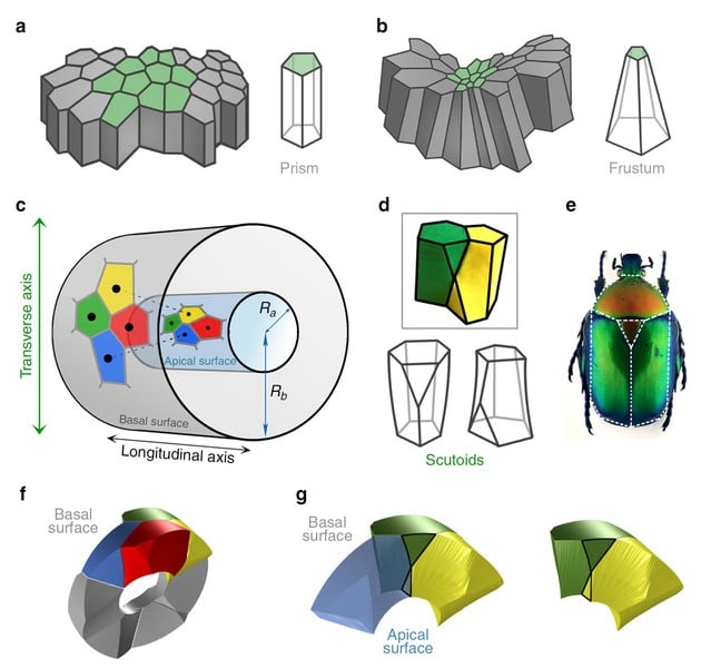 Scutoid: Latest Shape Discovered In Epithelial Cells