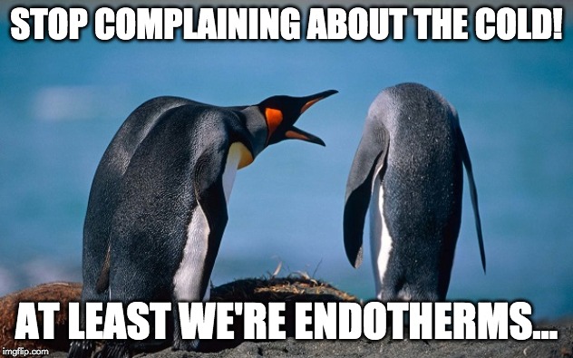 Endotherm Animals: Definition, Characteristics And Examples