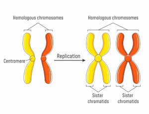 Chromatin: Definition, Composition, Function, Role and Location