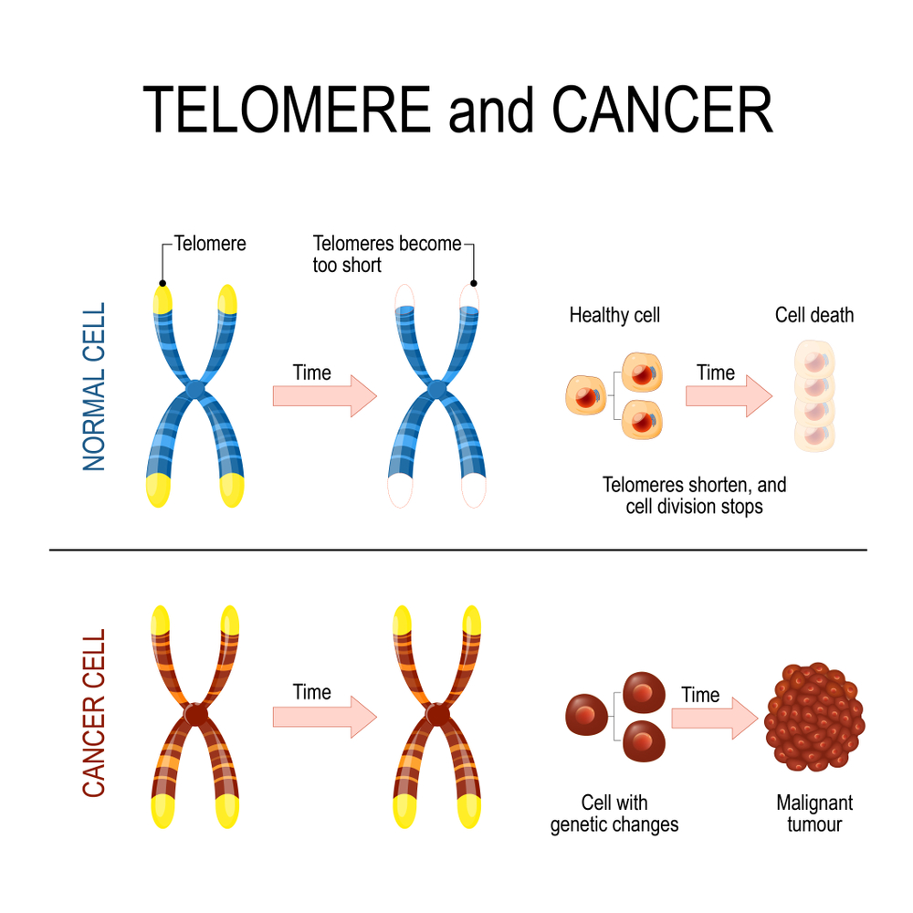 Telomeres And Aging What Is A Telomere And How It Is Connected To Aging