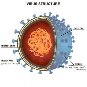 Viroid Vs Virus: How Are Viroids Different From Viruses?