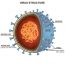 Are Viruses Different From Viroids? » Science ABC
