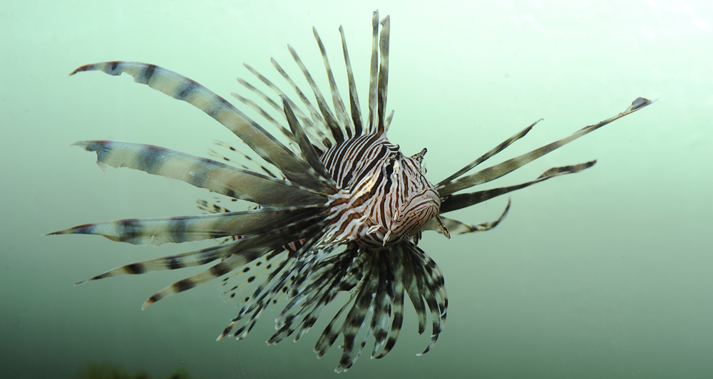 Invasive Species Definition Examples Characteristics And Other Facts