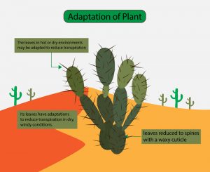 Science Of Desert Life: What Is It To Live In A Desert?