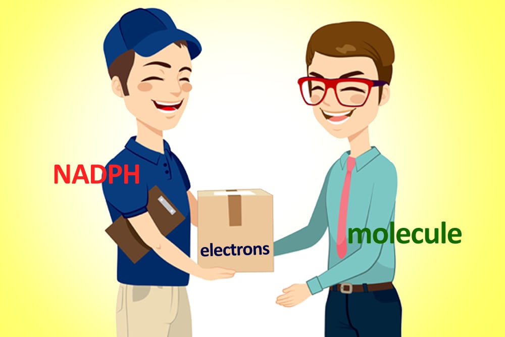 NADP+: Definition, Biology, Chemistry, Structure, And Role