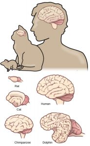 Brain Size & Intelligence: Do Larger Brains Mean Better Cognitive ...
