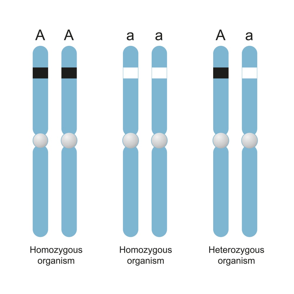 Mendel s Law Of Segregation Definition Explanation Biology Examples mendel-s-law-of-segregation-definition-explanation-biology-examples