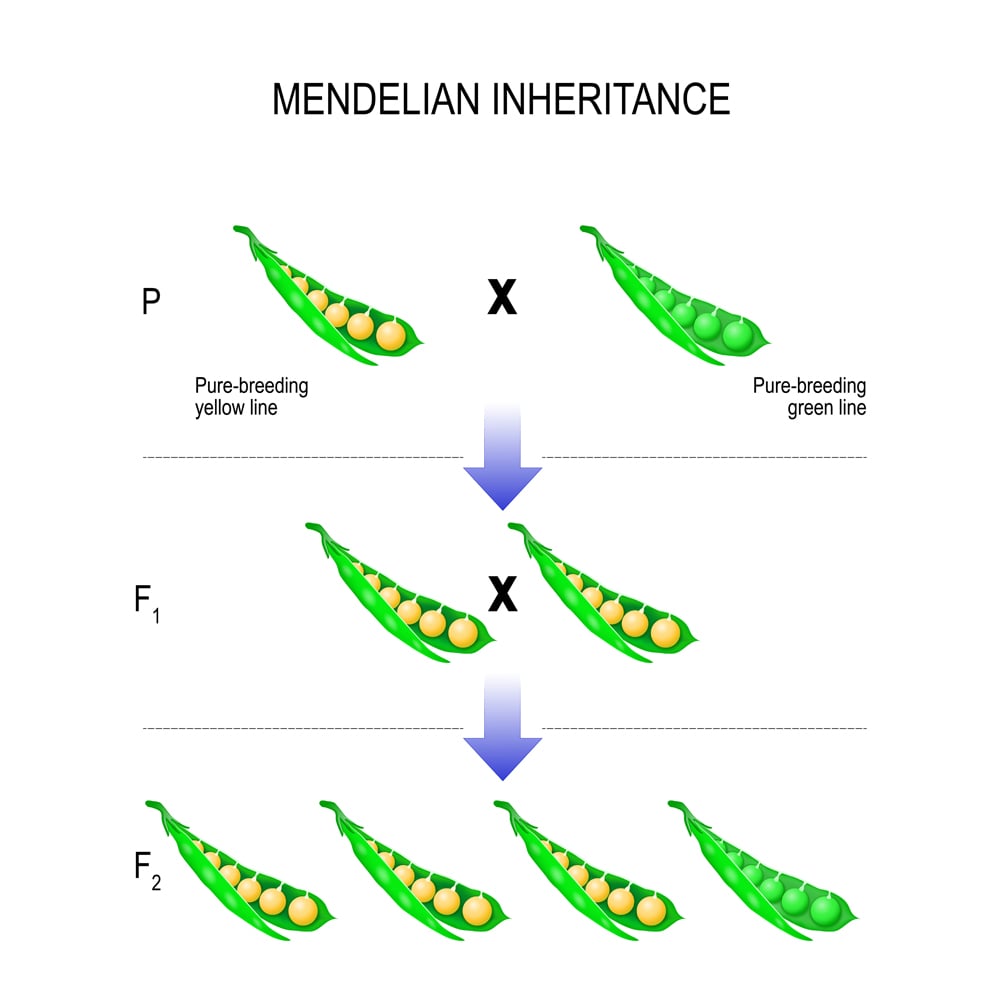 Mendel39s Law Of Segregation Definition Explanation Mendel39s Law Of Segregation Definition Explanation