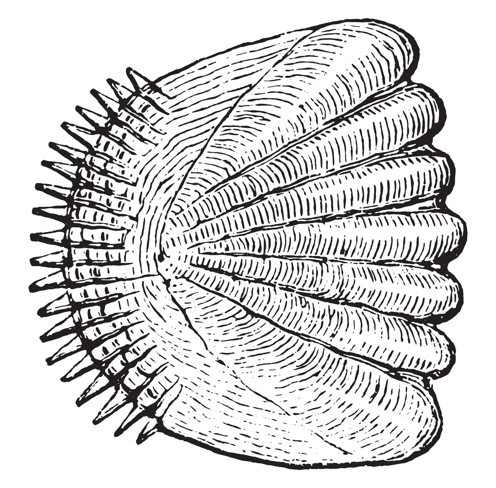 Fish Scales: What Are The Different Types Of Scales In Fishes?