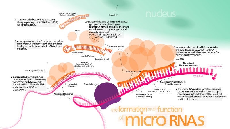 What Is RNA? What Does RNA Do?