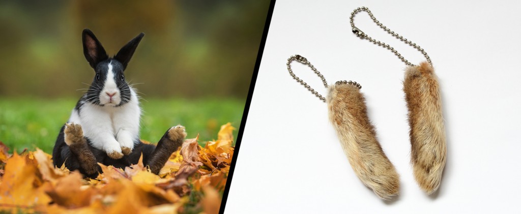 Animal Omens: What Are Some Superstitions Involving Animals?