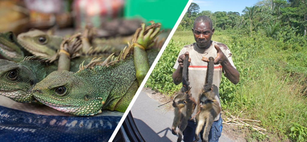 Wildlife Forensics: Science, Methods, Examples, Principles And Practice