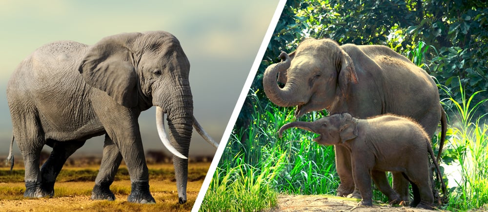 Why Are Elephants Important To The Environment?