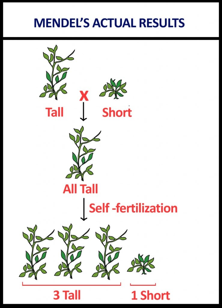 Why Do Offspring Resemble Their Grandparent More Than Their Parents