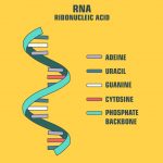 What Is RNA? What Does RNA Do?