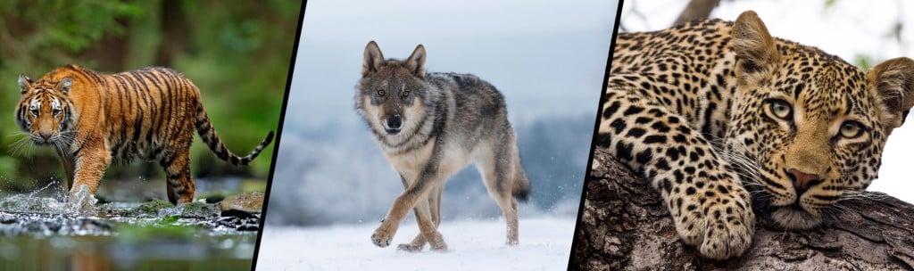 Ecological Relationships: How Do Species Interact With One Another?