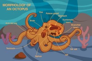 Octopus Hearts: How Many Hearts Does An Octopus Have?