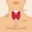 Thyroid Gland: Function, Location, Hormones, Histology And Anatomy