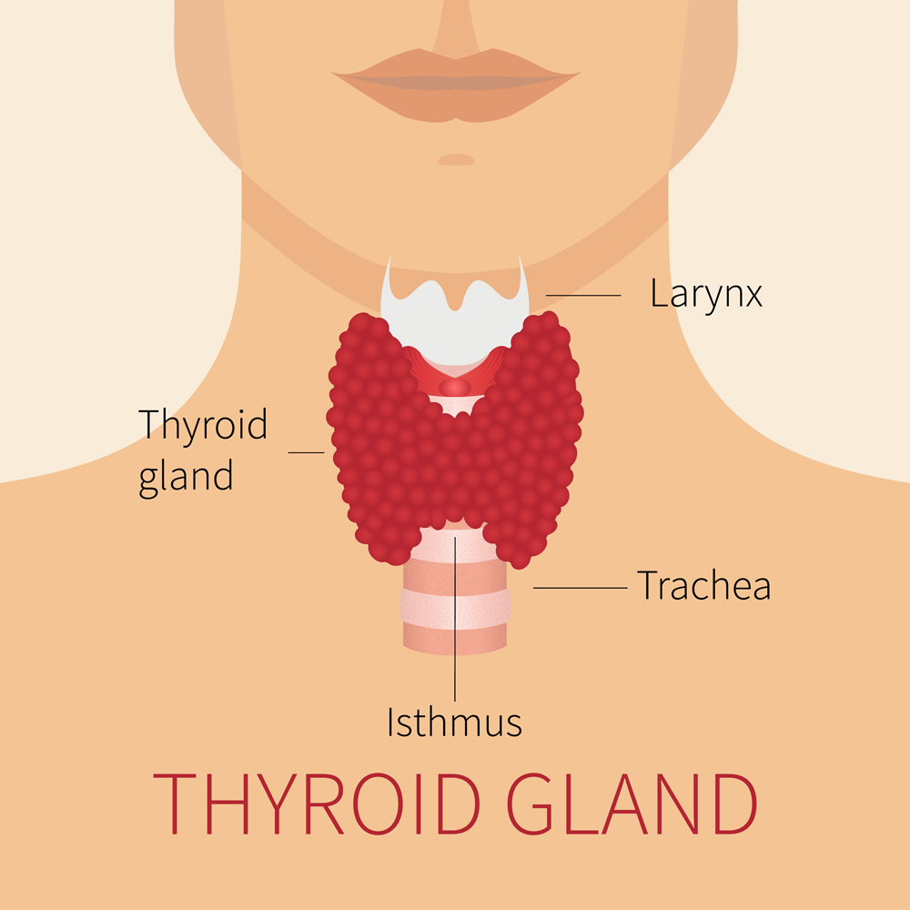 Thyroid Gland: Function, Location, Hormones, Histology And Anatomy