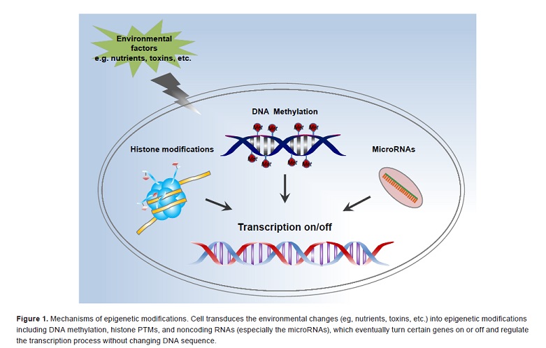 What Is Epigenetic Inheritance? » ScienceABC