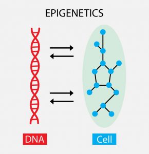 What Is Epigenetic Inheritance? » ScienceABC